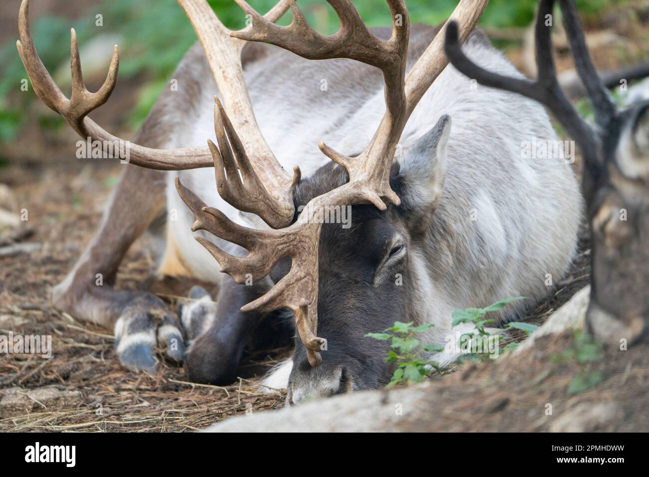 Ona Vidal. Reindeer grey and white, lying down, sleeping. It has big ...