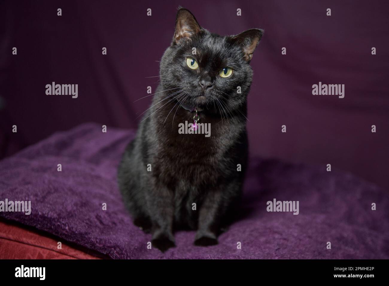 Charlie the black cat poses for a picture, facing the camera Stock ...