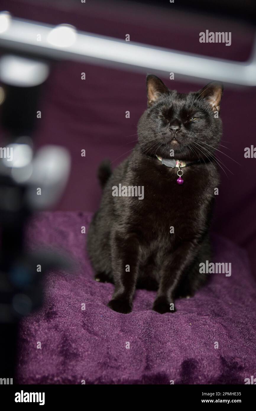 Charlie the black cat poses for a picture, facing the camera Stock ...