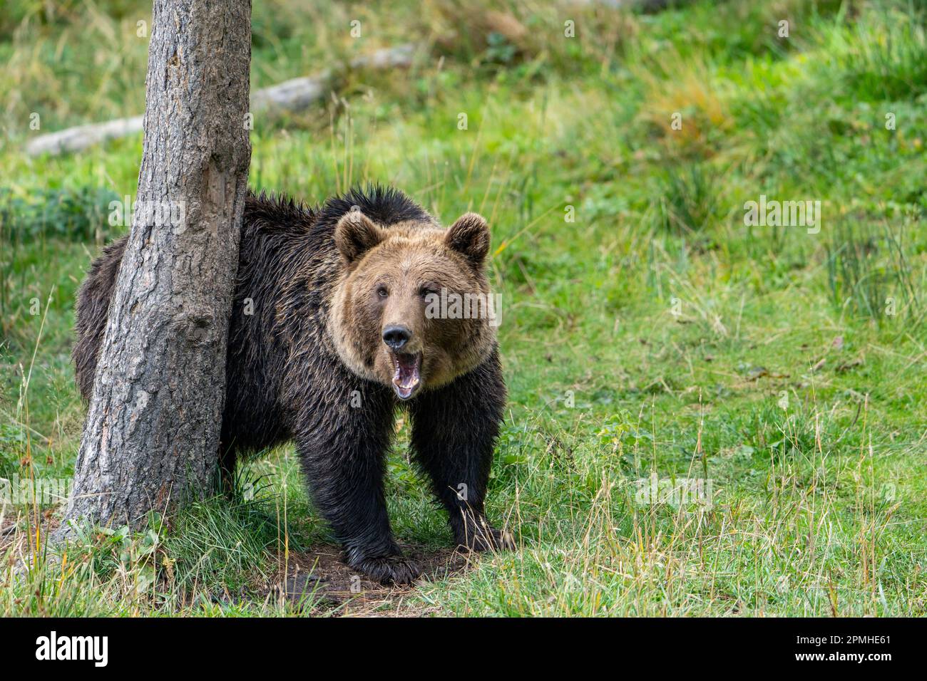 Ona Vidal. Brown bear on the green grass next to a tree, sitting, rescuing with its mouth open ...