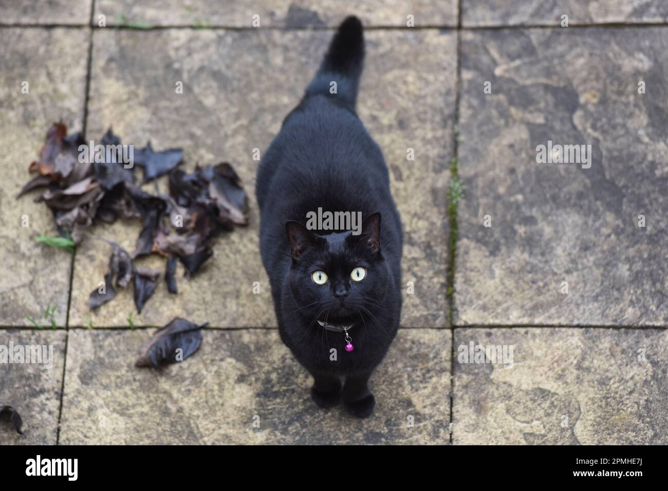 Adult black cat called Charlie takes a walk and jump in the garden ...