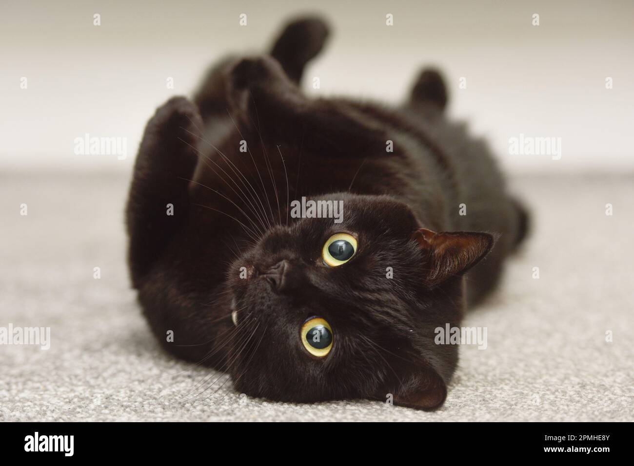 Charlie the black cat poses for a picture, facing the camera Stock ...