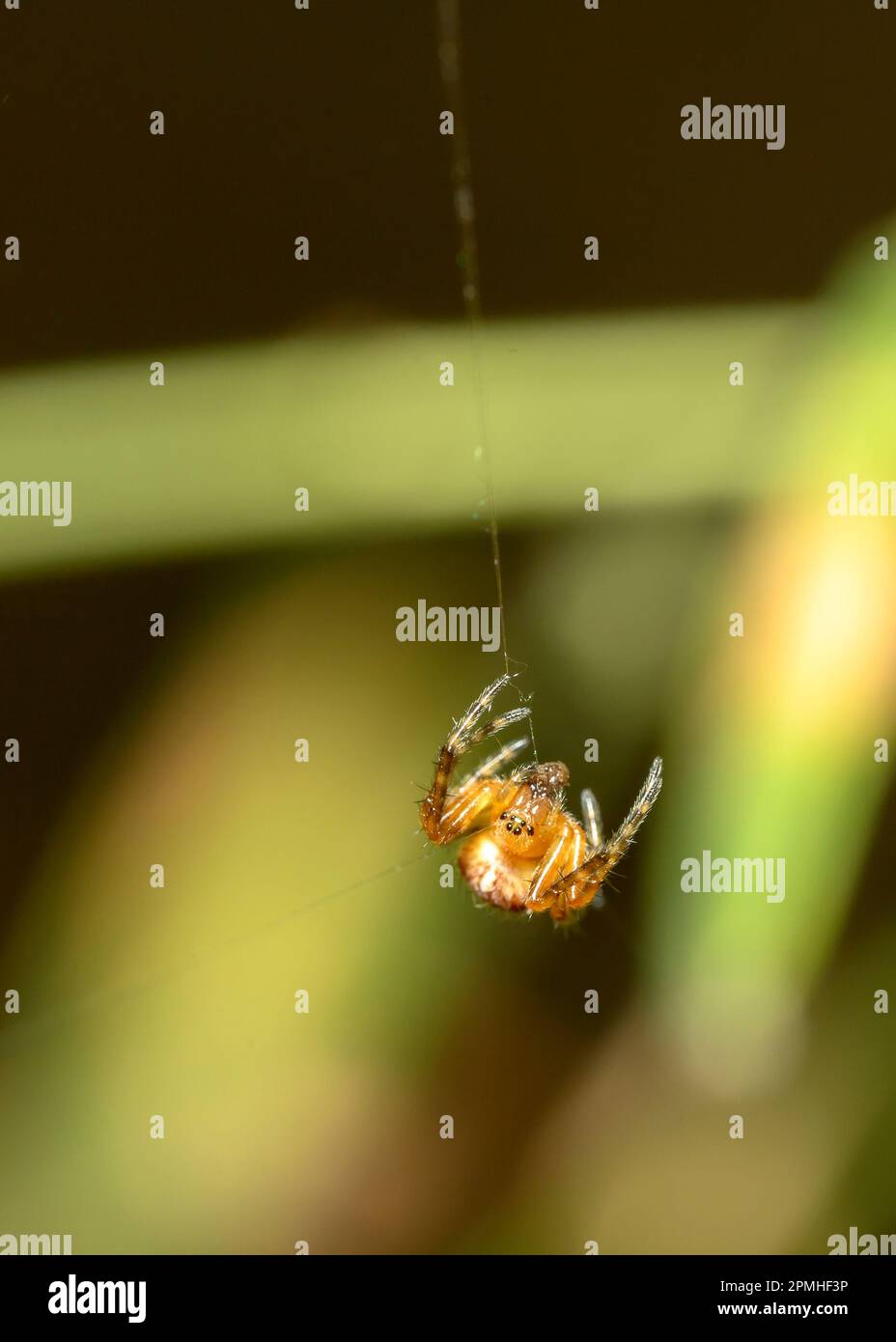 Weaves spider web hi-res stock photography and images - Alamy
