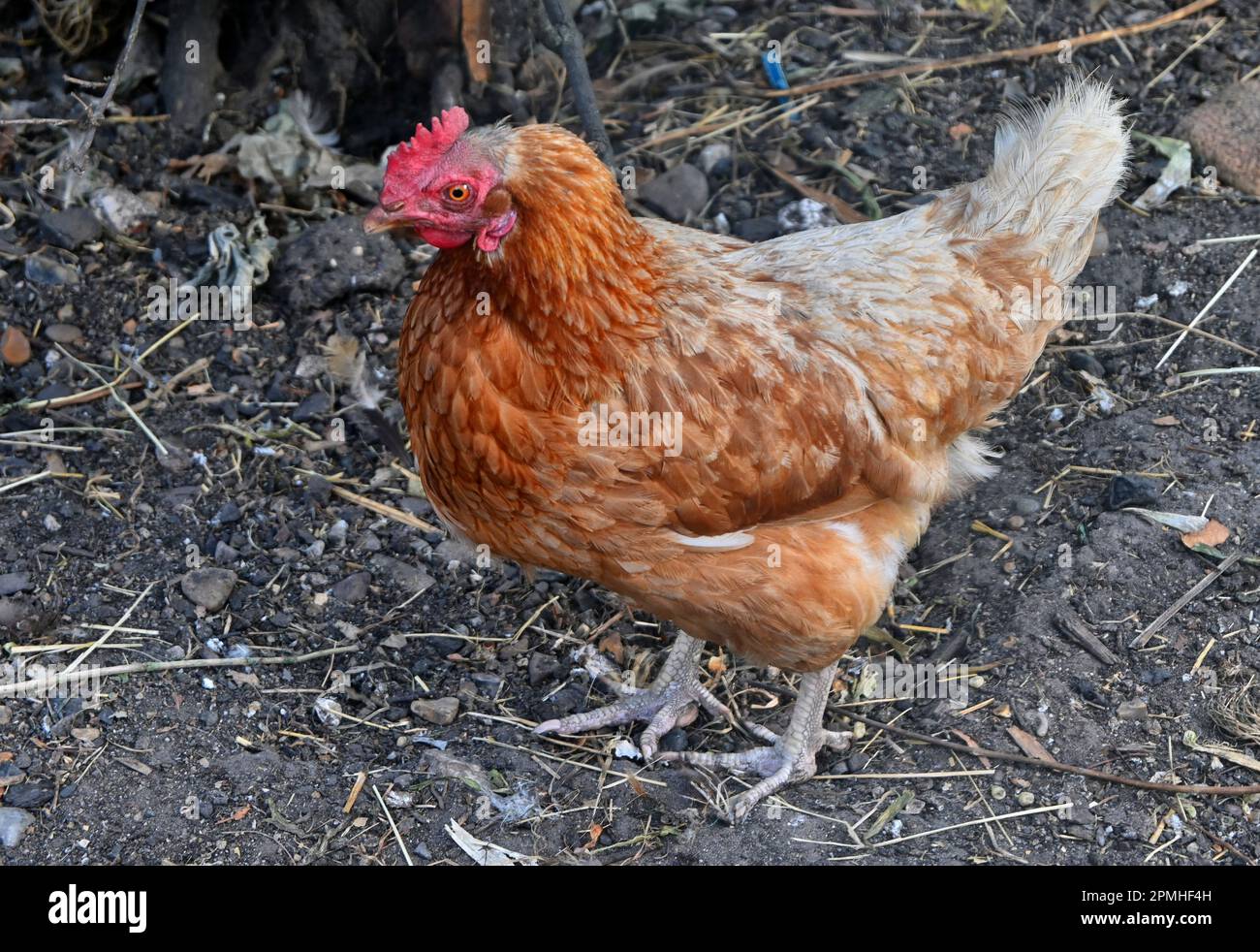 Side profile chicken hi-res stock photography and images - Alamy