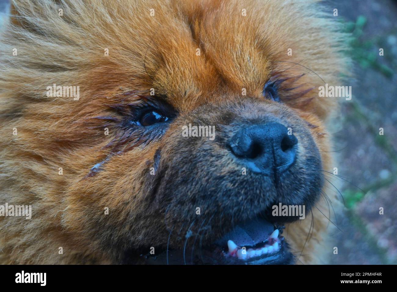 Teeth type hi-res stock photography and images - Alamy