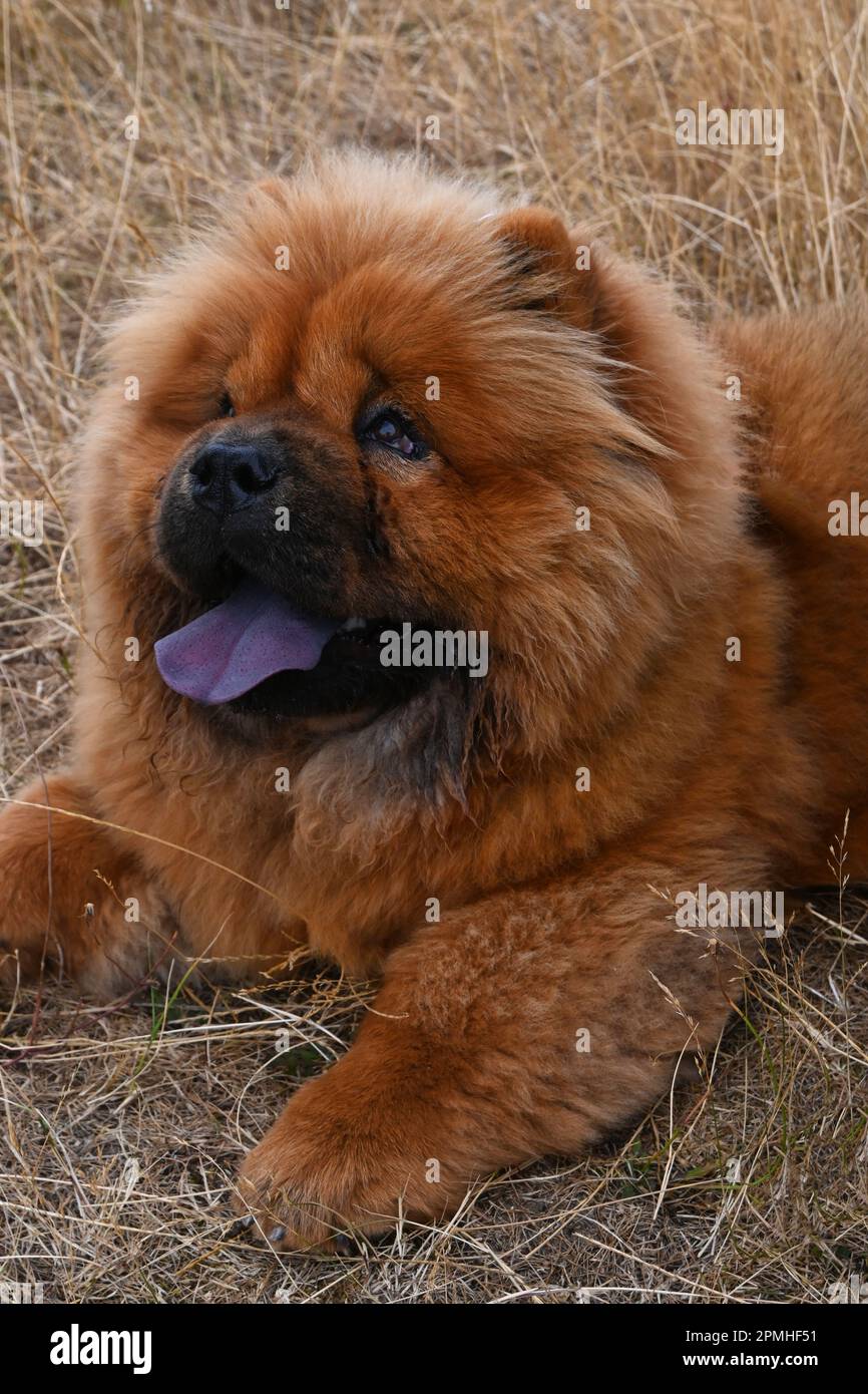 Golden chow hi-res stock photography and images - Alamy