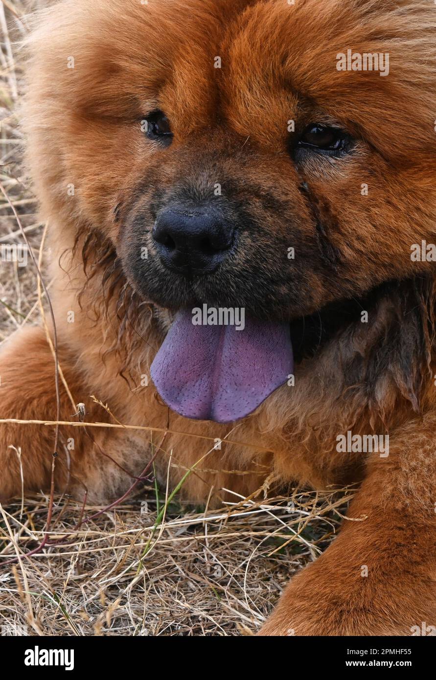 Chow Purple Tongue