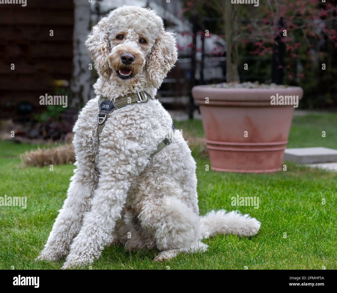 Konigspudel hi-res stock photography and images - Alamy