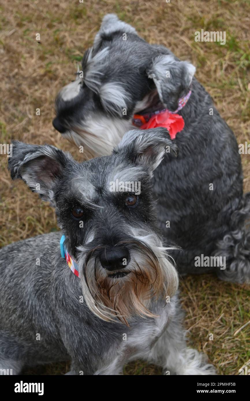 two schnauzer dogs Stock Photo - Alamy