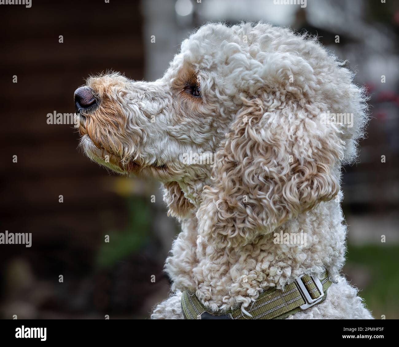Konigspudel hi-res stock photography and images - Alamy