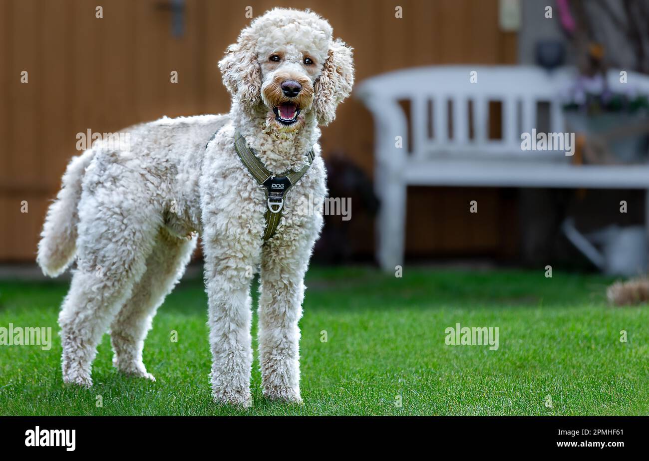 Konigspudel hi-res stock photography and images - Alamy