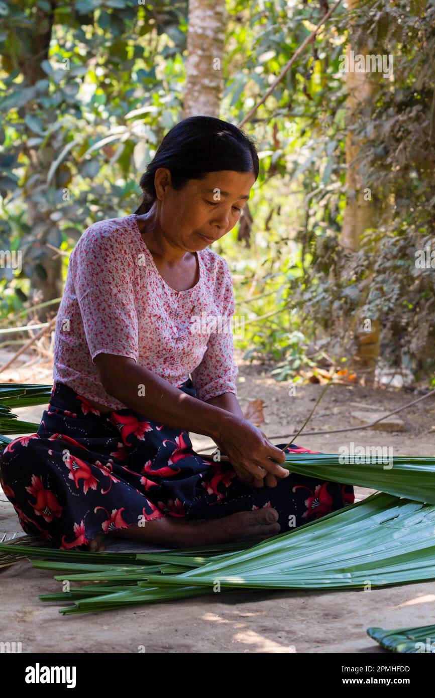 Burmese woman sitting on ground and weaving palm leaves to make a cover ...