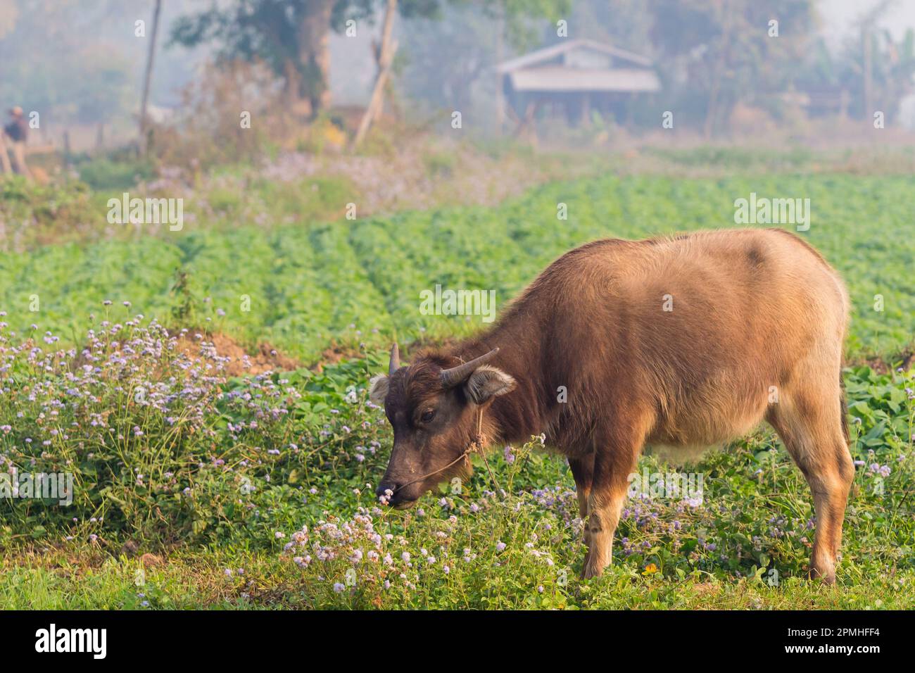 Cattle grazing on misty morning, Hsipaw, Shan State, Myanmar (Burma ...