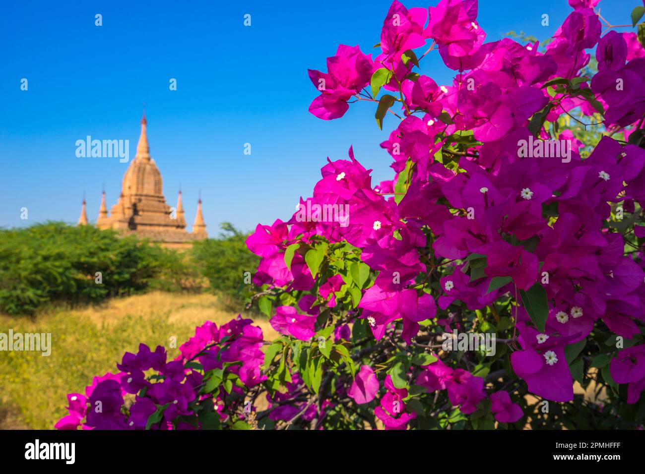 Purple flower of bougainvillea with pagoda in background, Old Bagan ...
