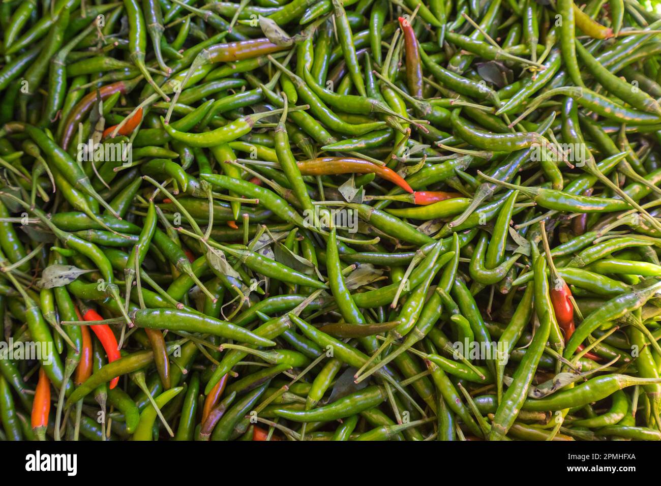 Detail of green chili peppers at market, Hsipaw, Shan State, Myanmar ...