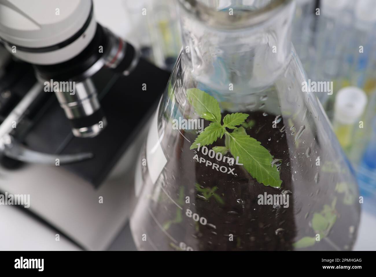 Green marijuana with big leaves grows in glass flask Stock Photo - Alamy