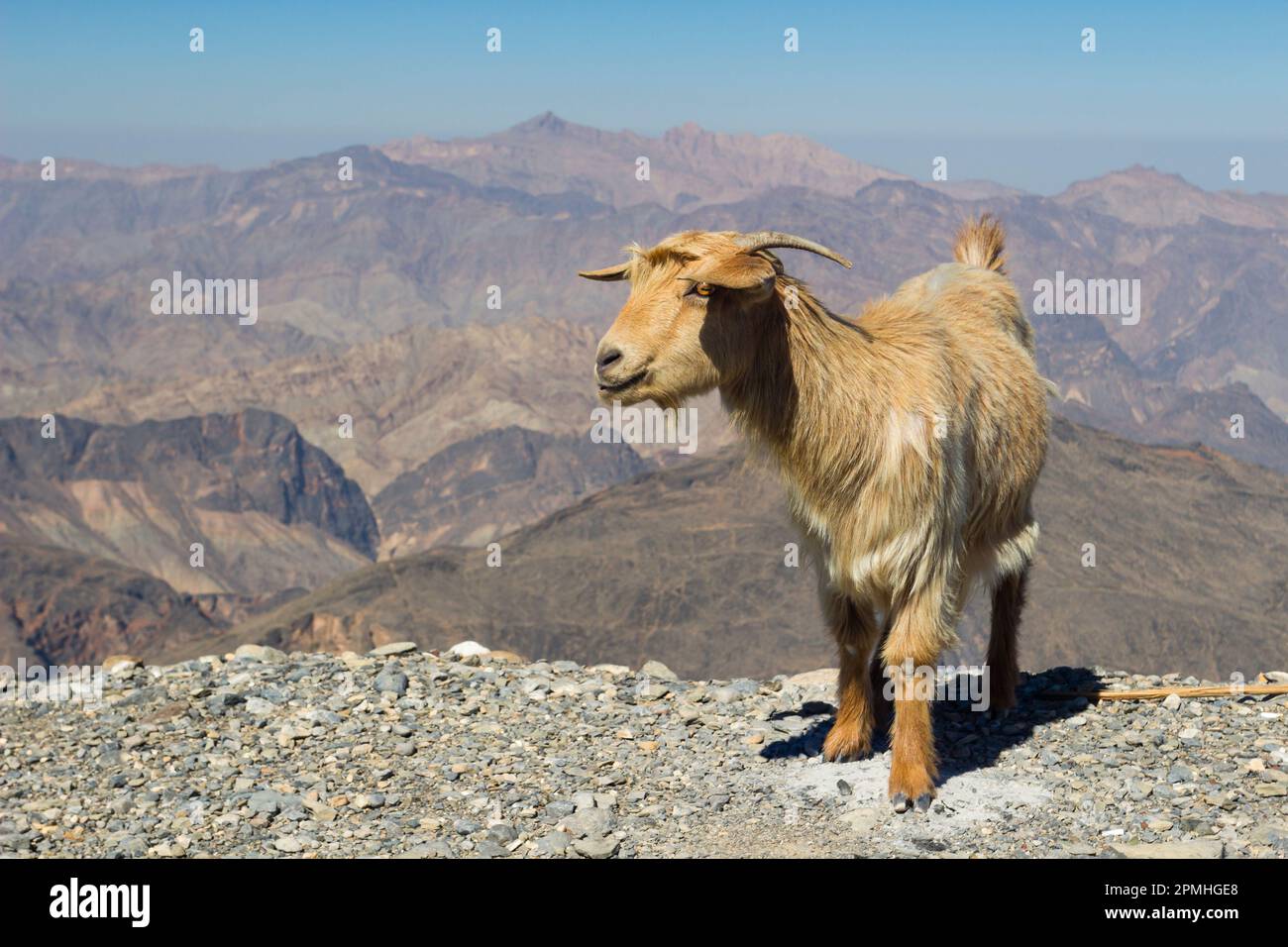 Goat with Al Hajar Mountains (Oman Mountains) in the background, close ...