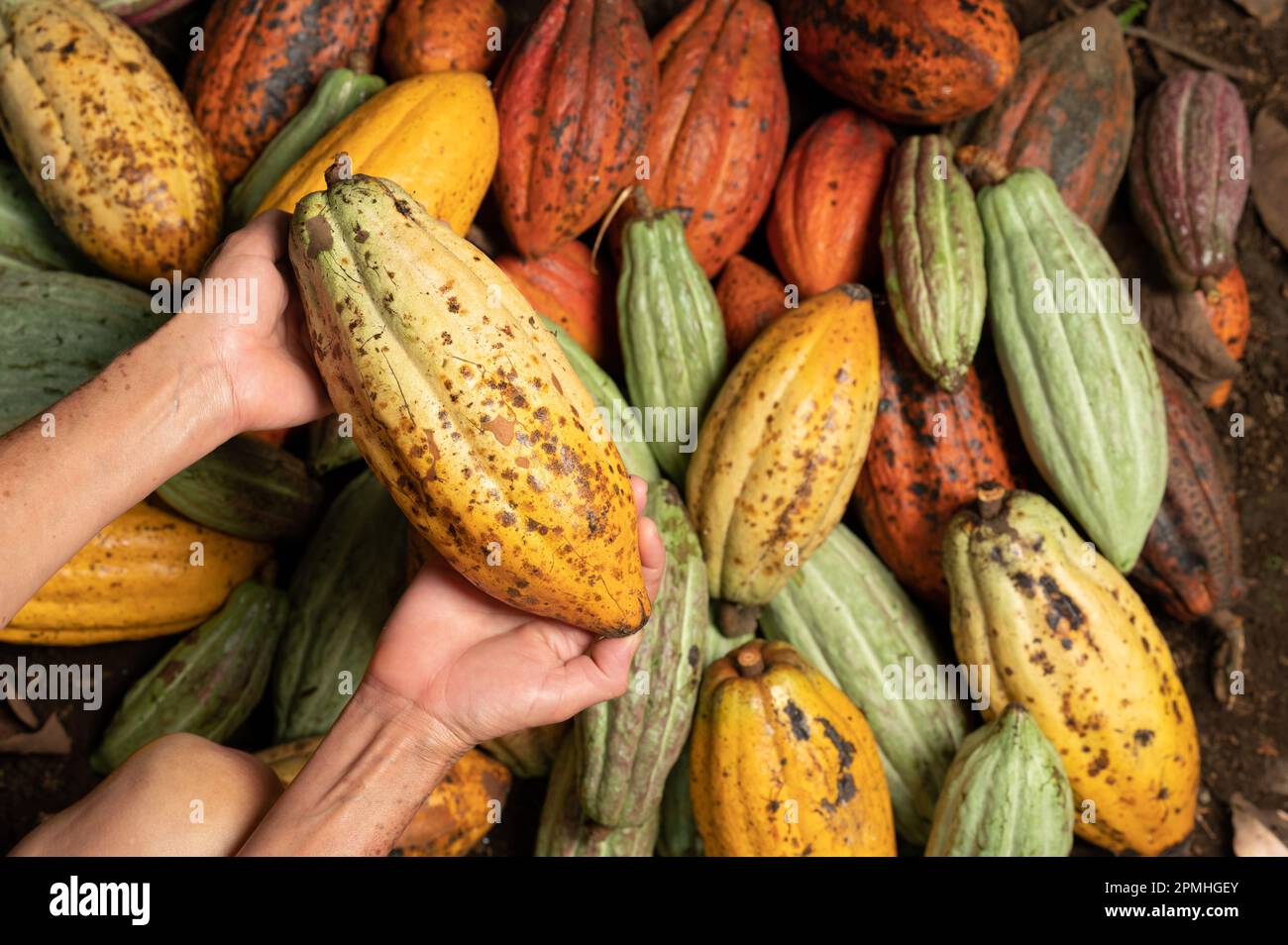 Ripe of cacao plant tree in farmer hand. Colorful cocoa pods background ...