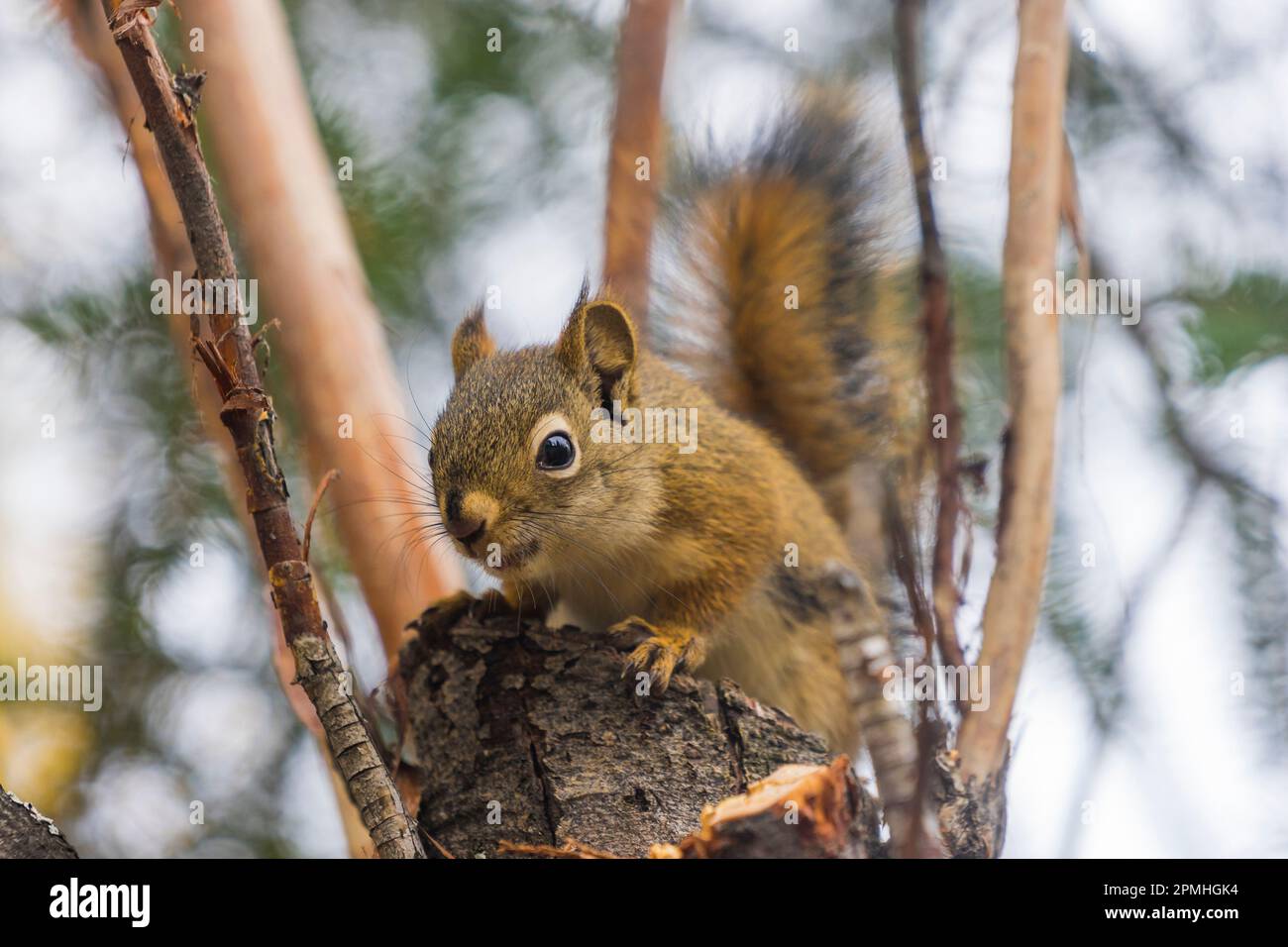 American red squirrel tree hi-res stock photography and images - Alamy
