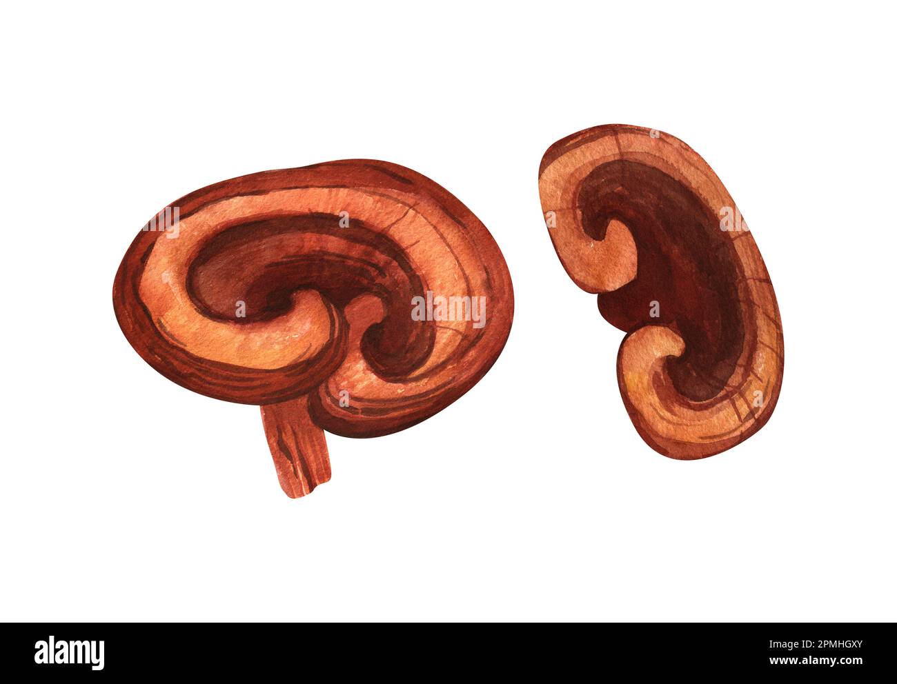 Watercolor Reishi ganoderma lucidum mushroom. Hand-drawn illustration ...