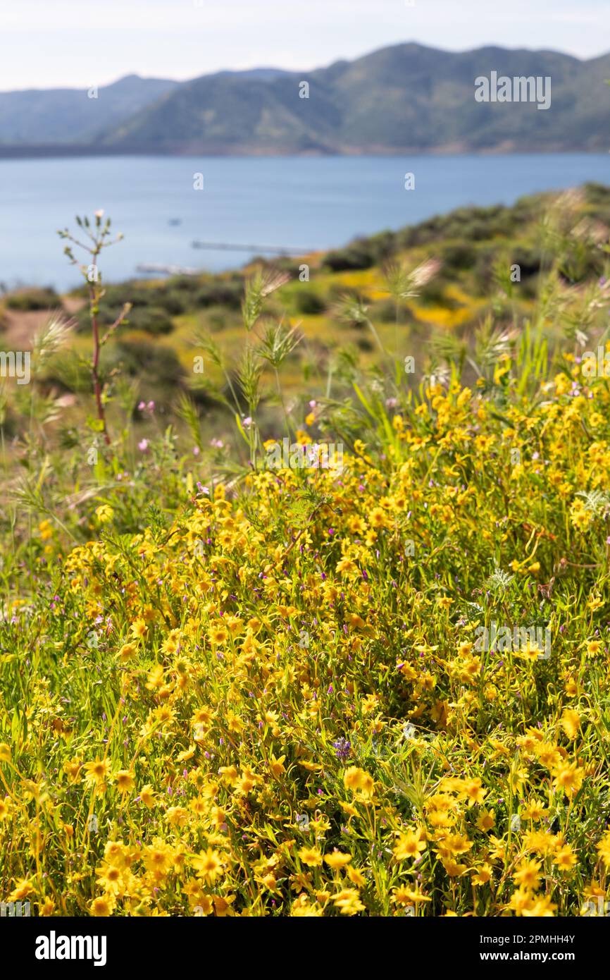 Super bloom of California wildflowers at Diamond Valley Lake Stock ...