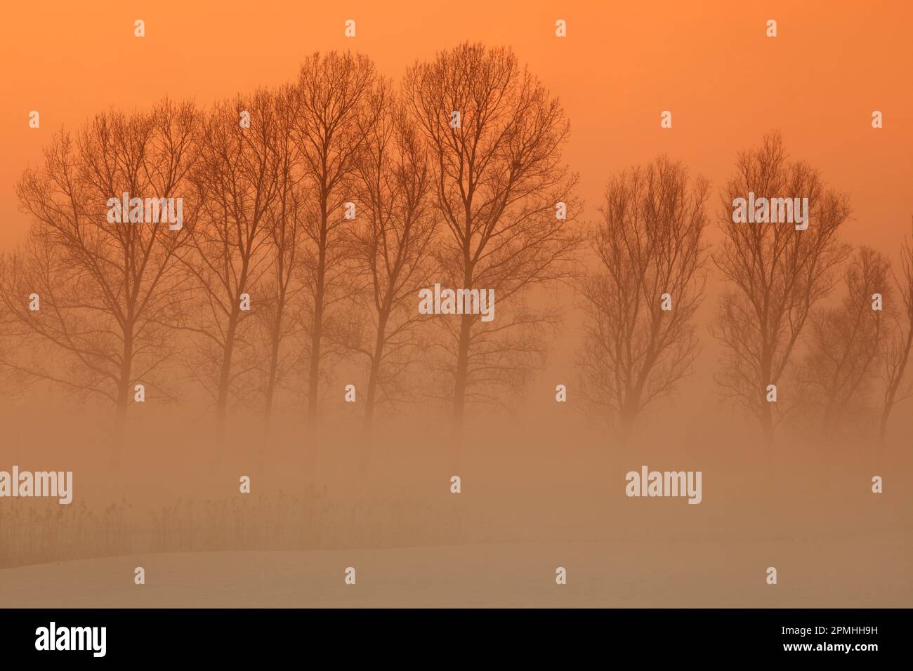 Trees in freezing mist, The Fens, Norfolk, England, United Kingdom ...