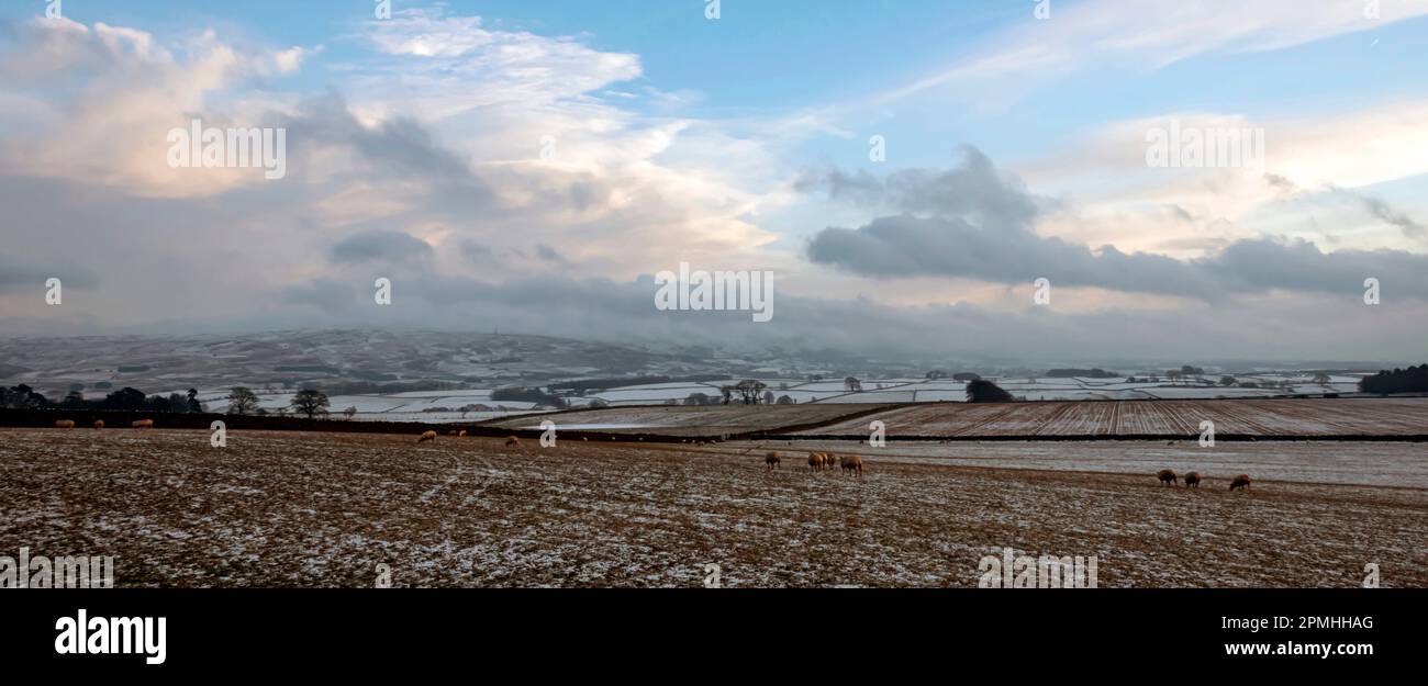 Sheep foraging on frozen fields, Lower Pennines, Eden Valley, Cumbria ...