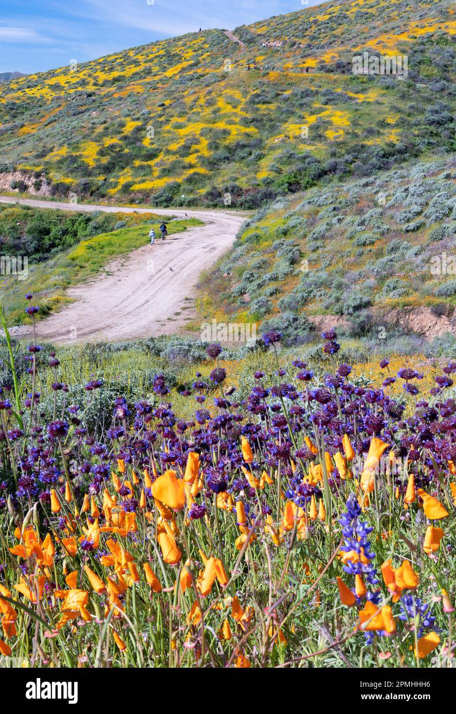 Super bloom of California wildflowers at Diamond Valley Lake Stock ...