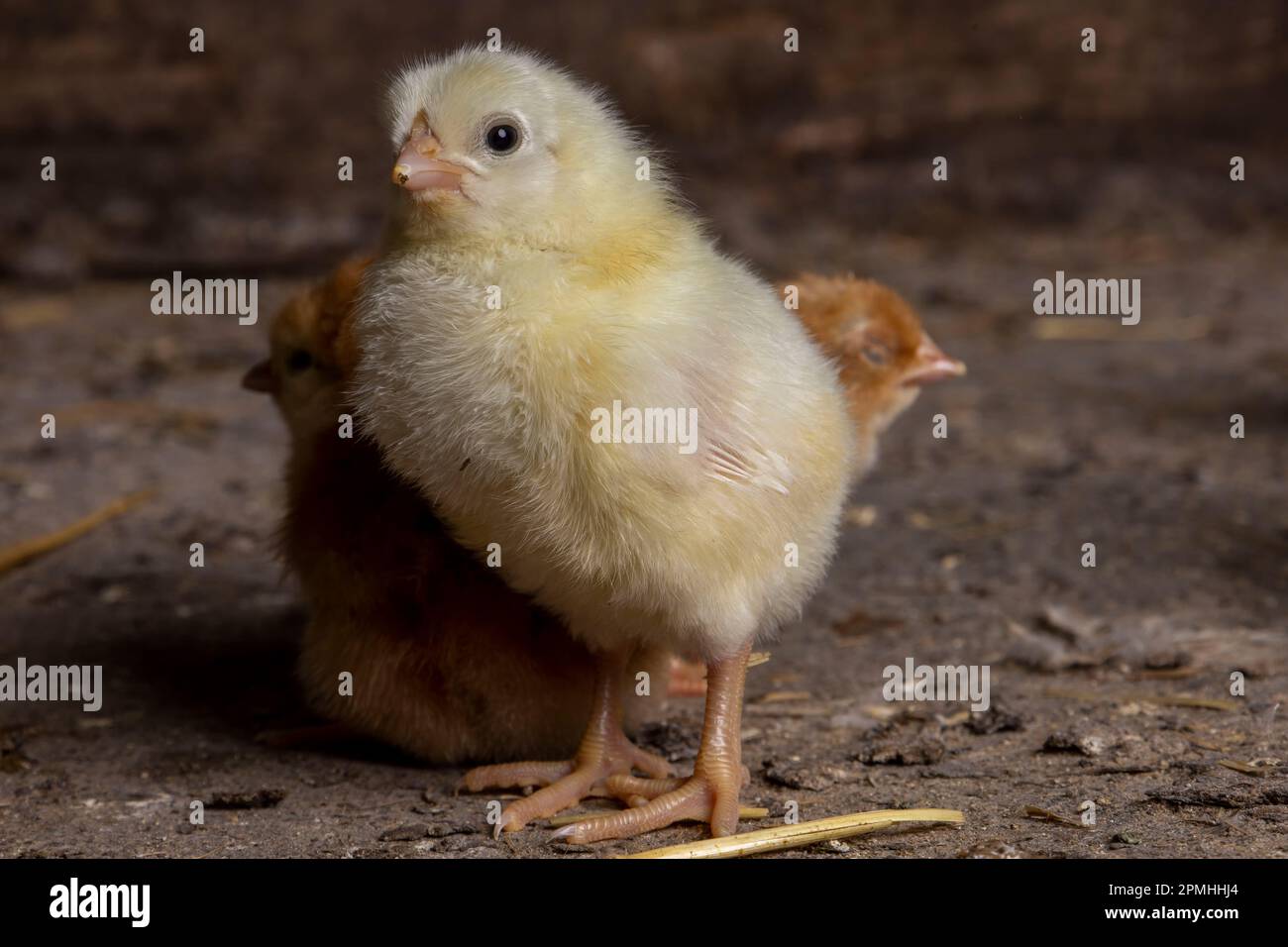 Little chickens at a poultry farm Stock Photo - Alamy