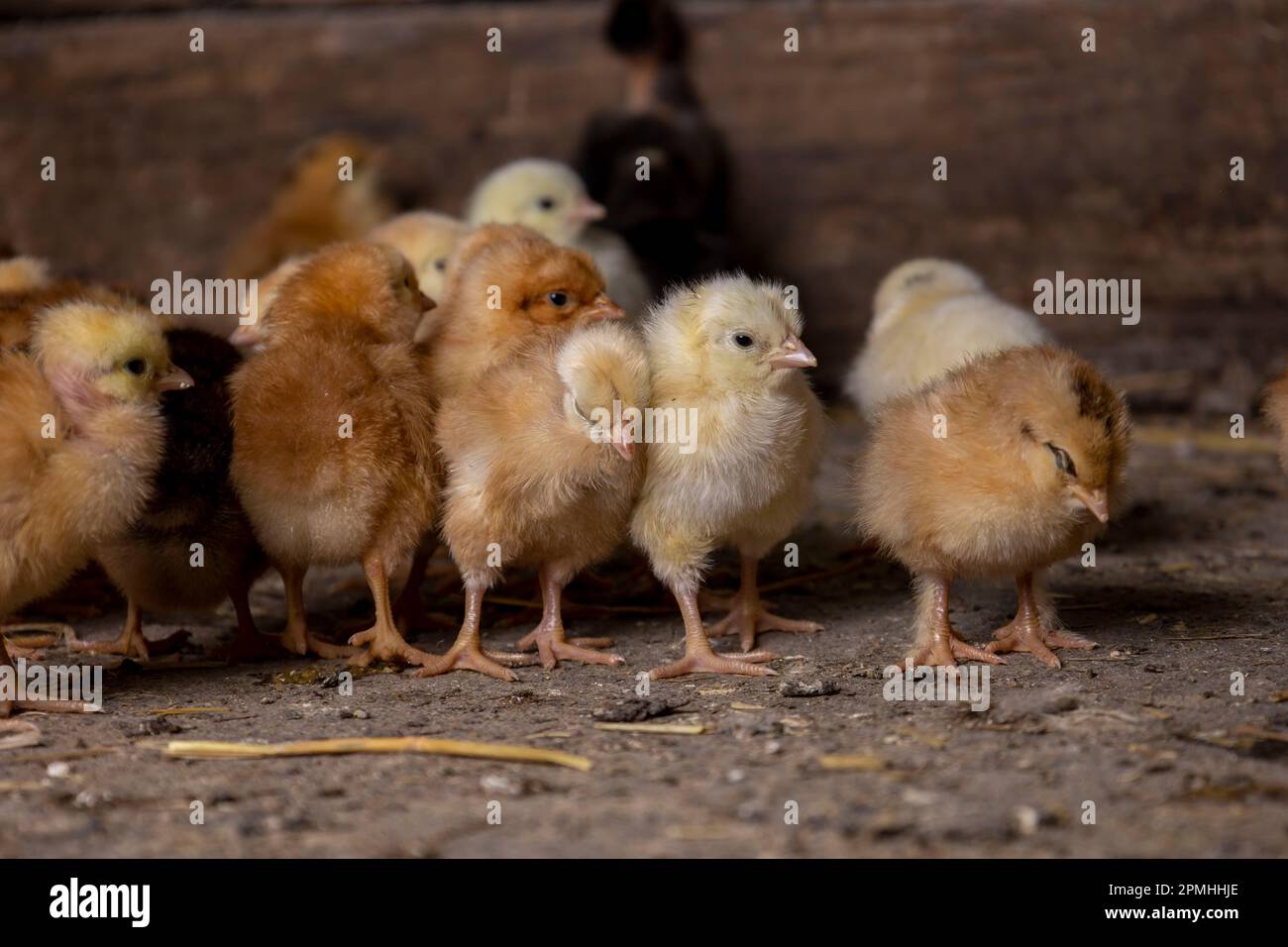 Little chickens at a poultry farm Stock Photo - Alamy