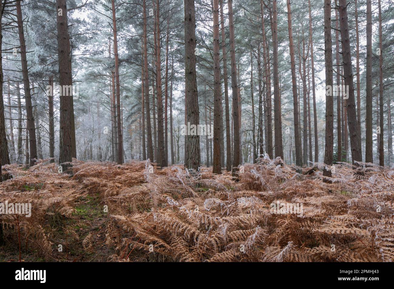 Scots pine (pinus sylvestris) trees and orange bracken in freezing fog ...