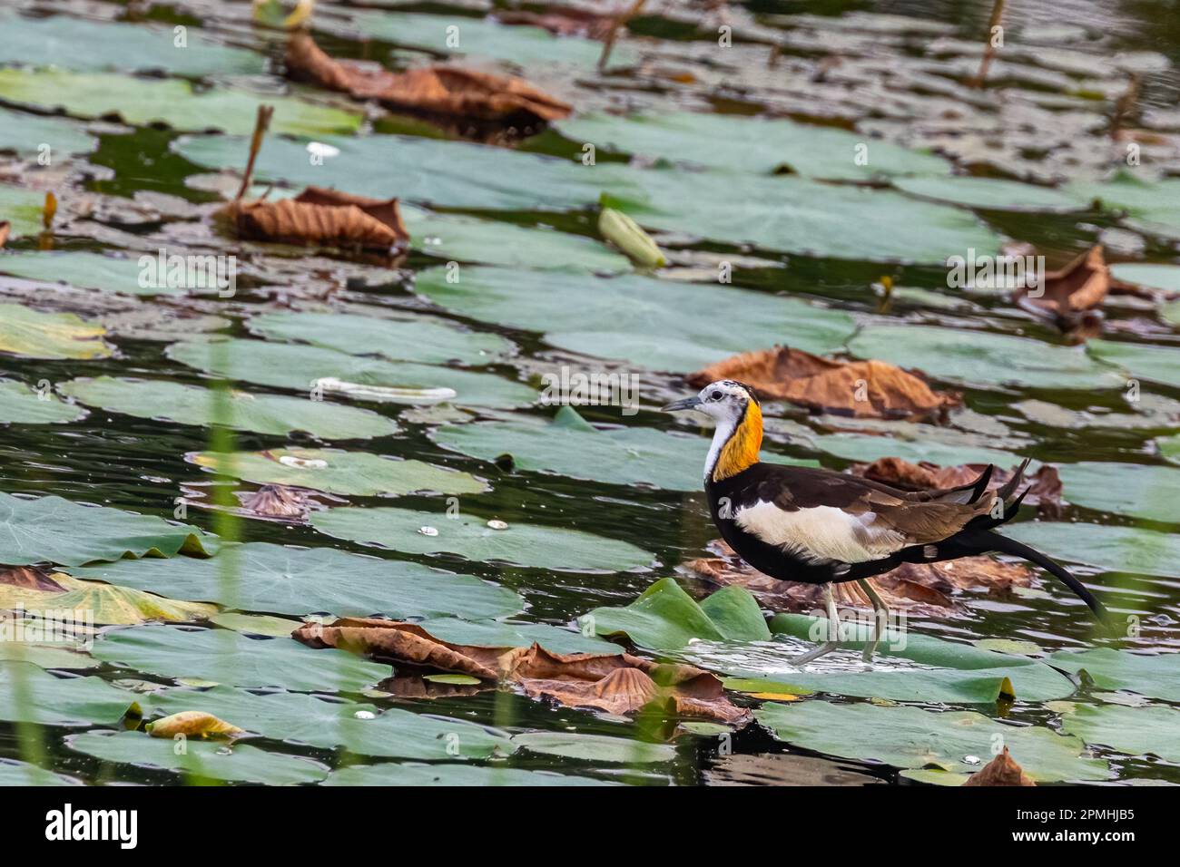A Pheasant tailed Jacana posing for portrait Stock Photo - Alamy