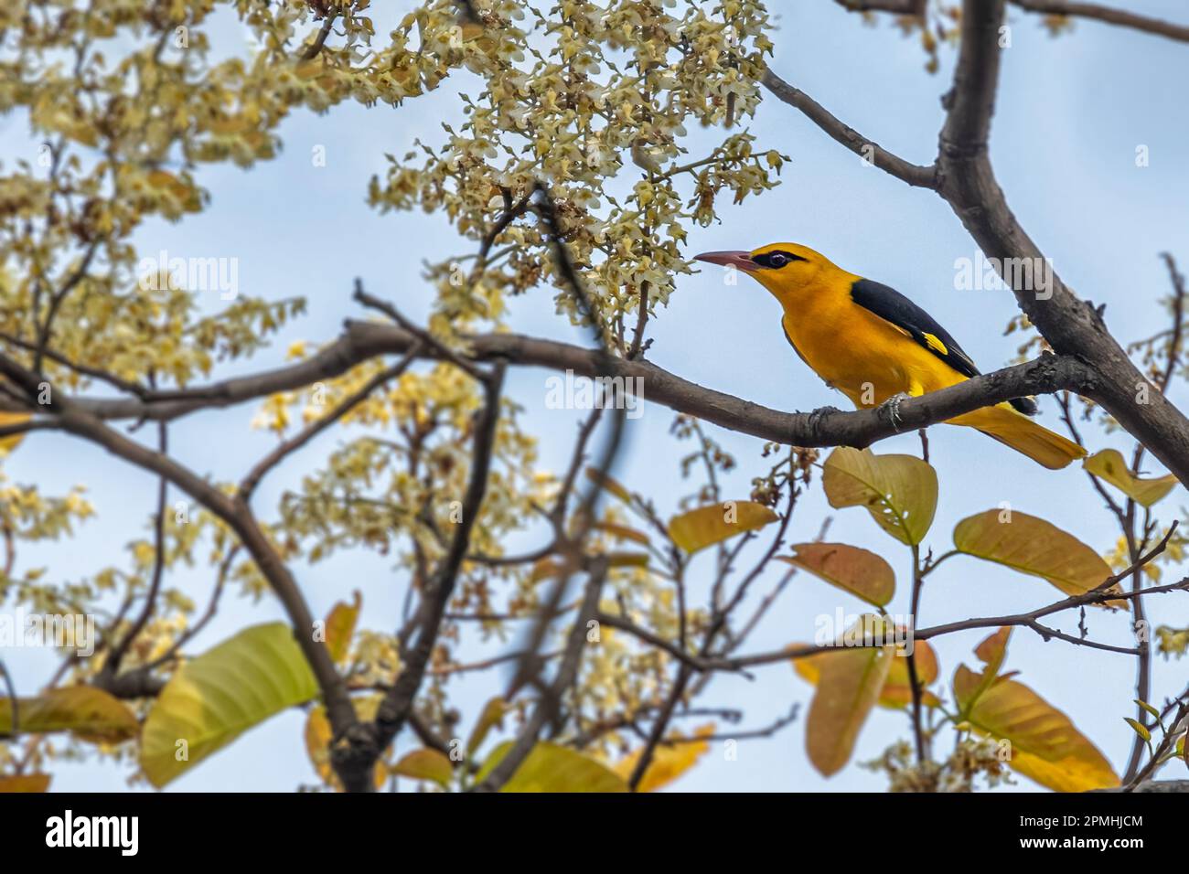 Indian Oriole sitting and resting on a tree Stock Photo - Alamy