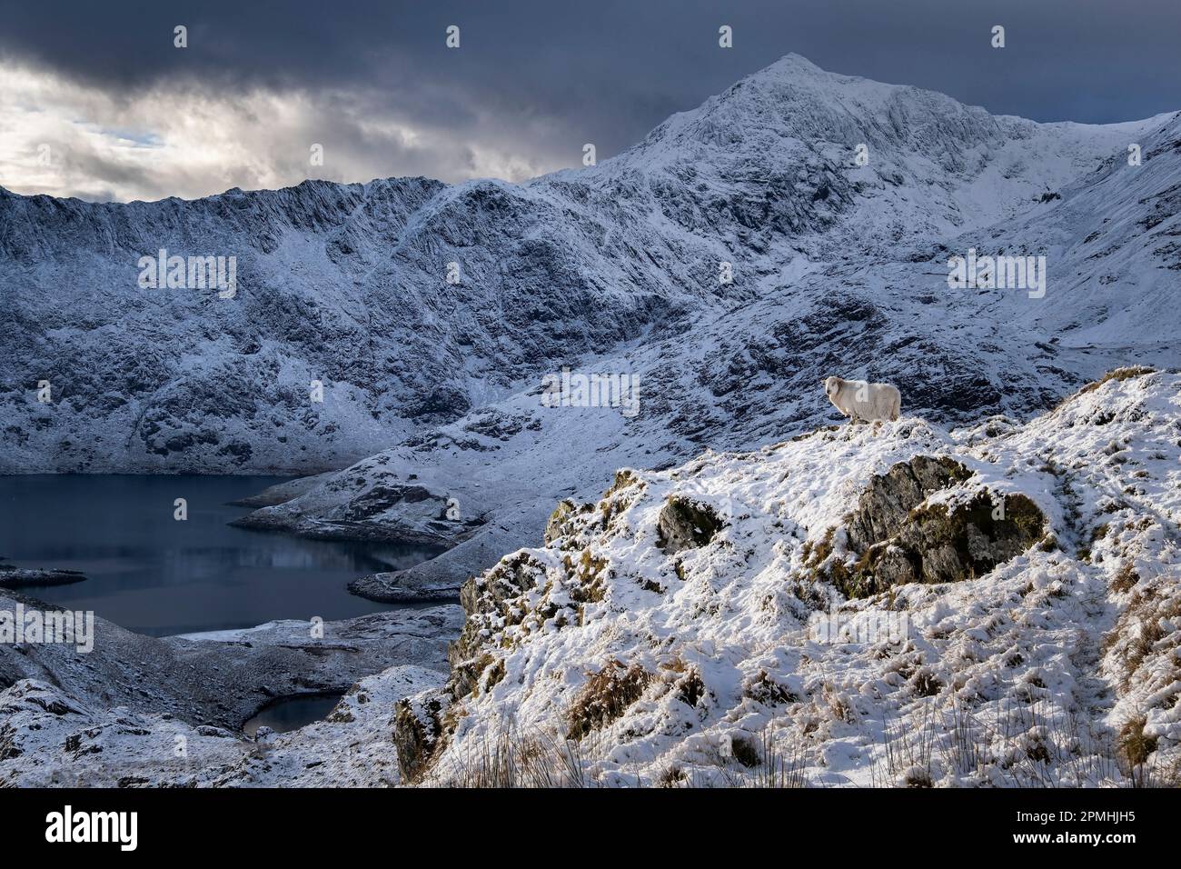 Welsh Mountain Sheep below Mount Snowdon (Yr Wyddfa) in winter, Eryri ...