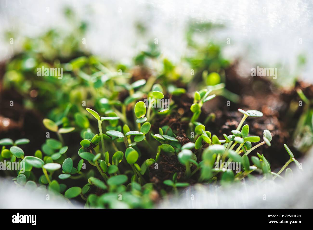seedlings in biodegradable pots. Green plants in peat pots and ...