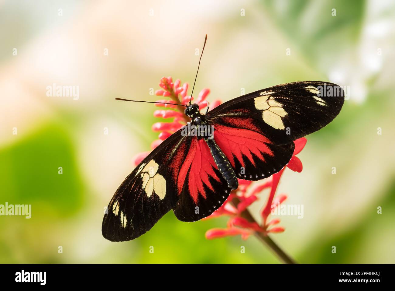 Doris Longwing - Heliconius doris, small beautiful colorful butterfly ...