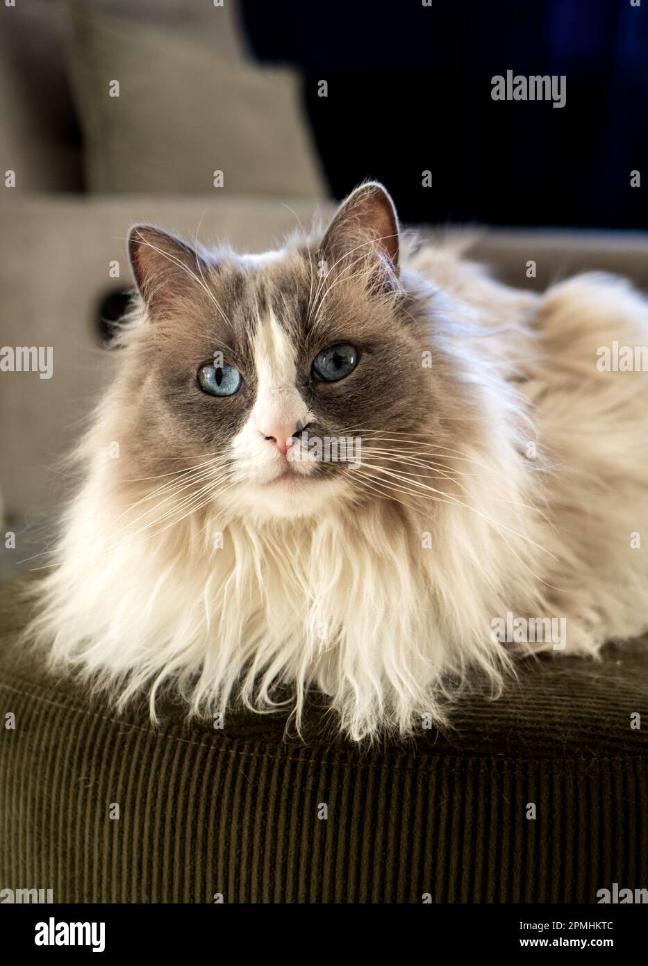 A male ragdoll Stock Photo - Alamy