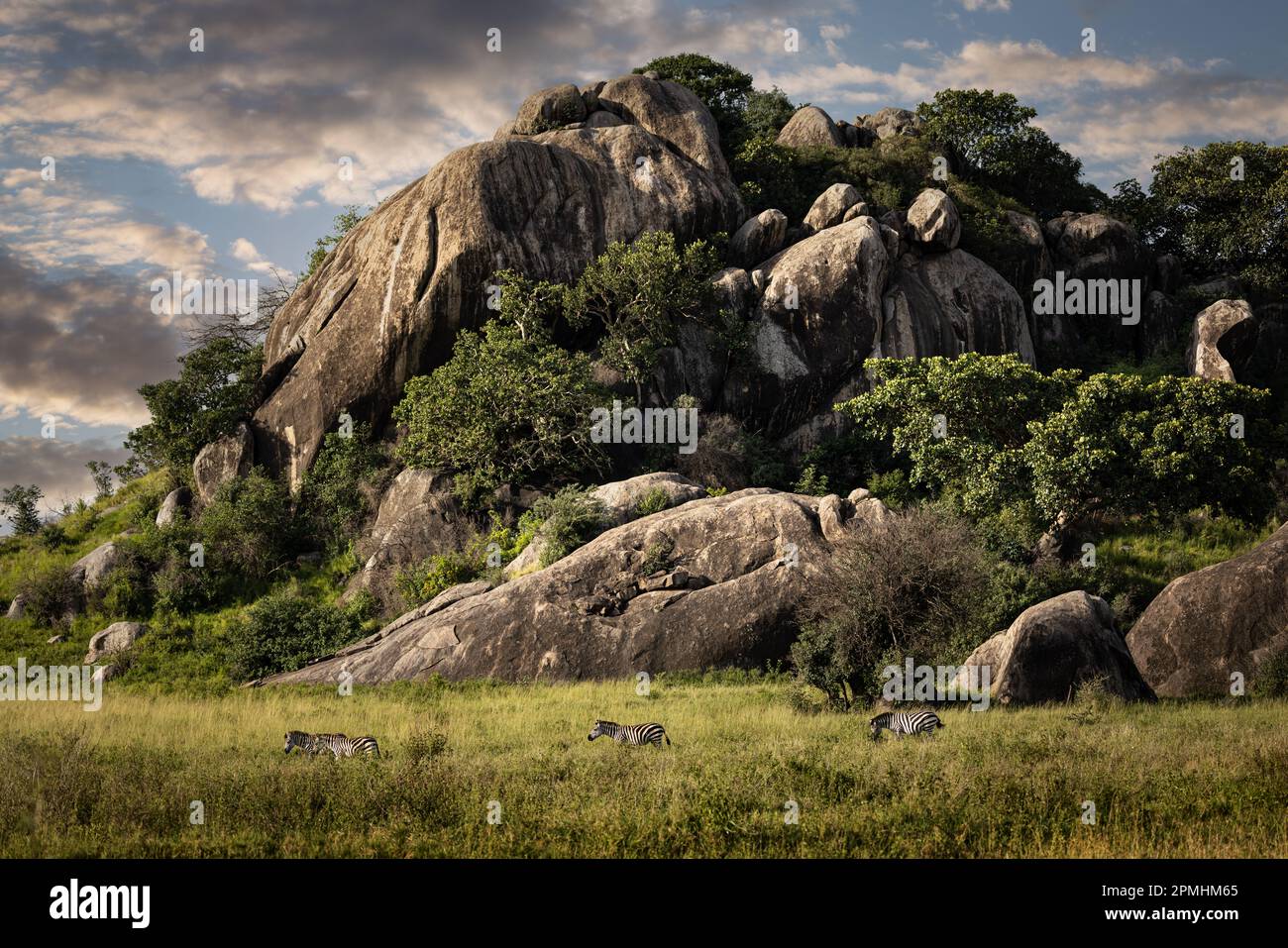 Wild zebras in the savannah of the Serengeti National Park, a rock in ...