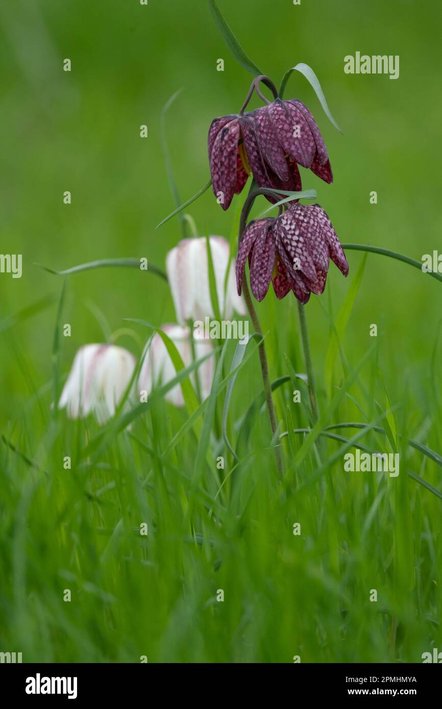 Snakehead fritillary hi-res stock photography and images - Alamy