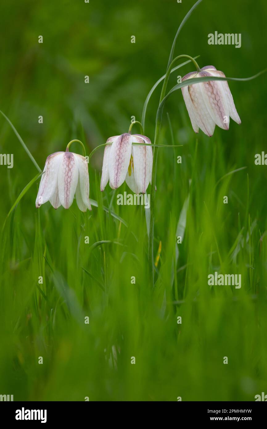 Pendulous flower of the snakehead fritillary with white chequered ...