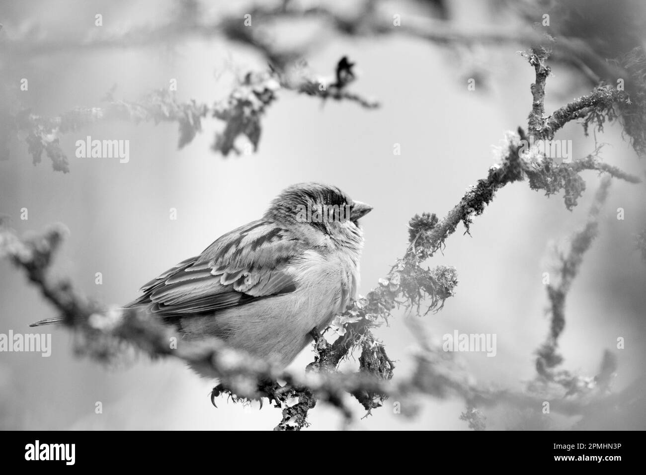 Sparrow photography Black and White Stock Photos & Images - Alamy