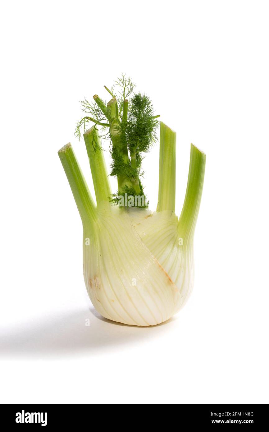 Fennel root with shoots on a white background Stock Photo - Alamy