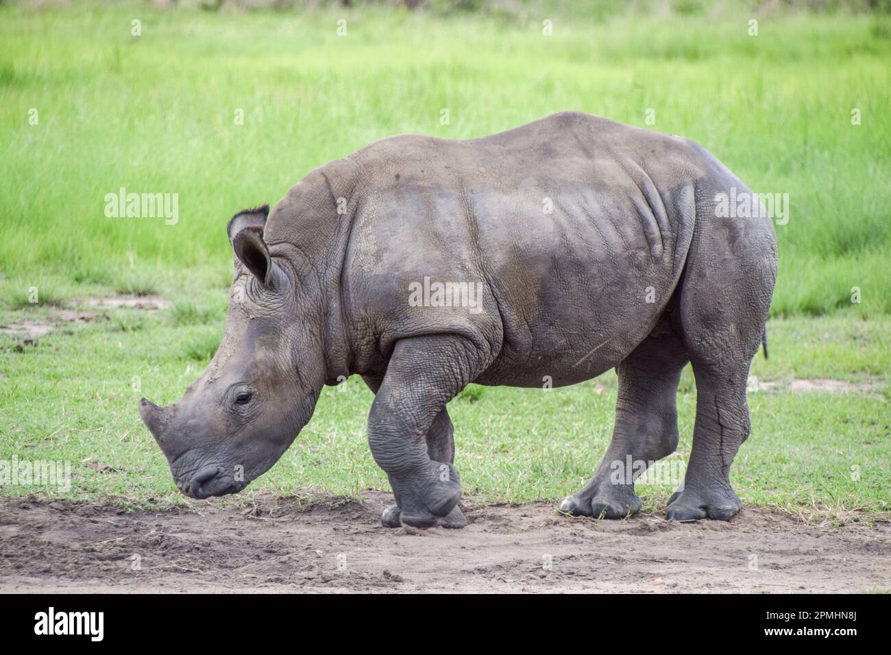 A white rhinoceros (Ceratotherium simum) calf in a nature reserve in ...
