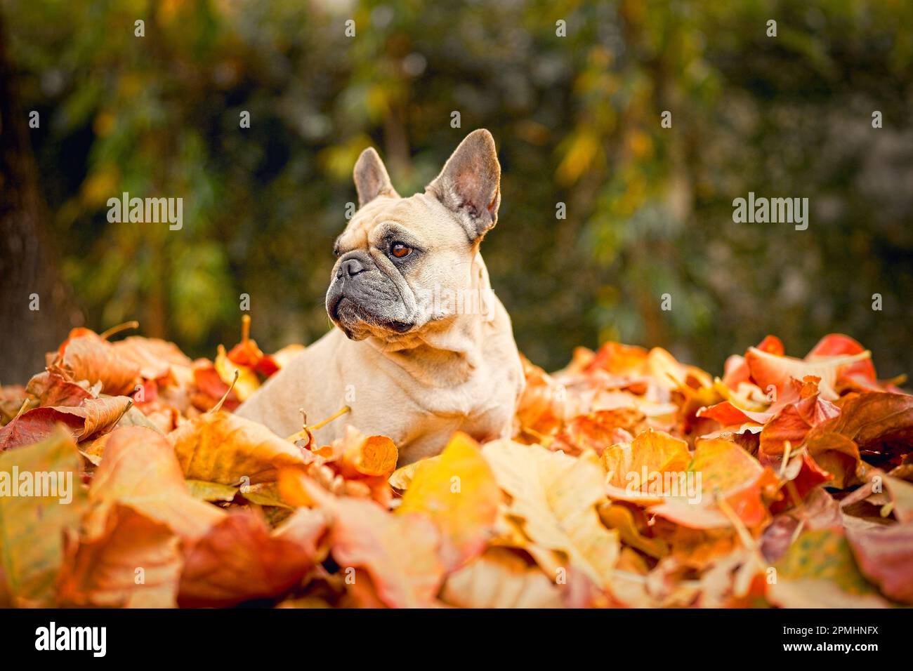 An adorable French Bulldog playing in a park surrounded by an array of ...