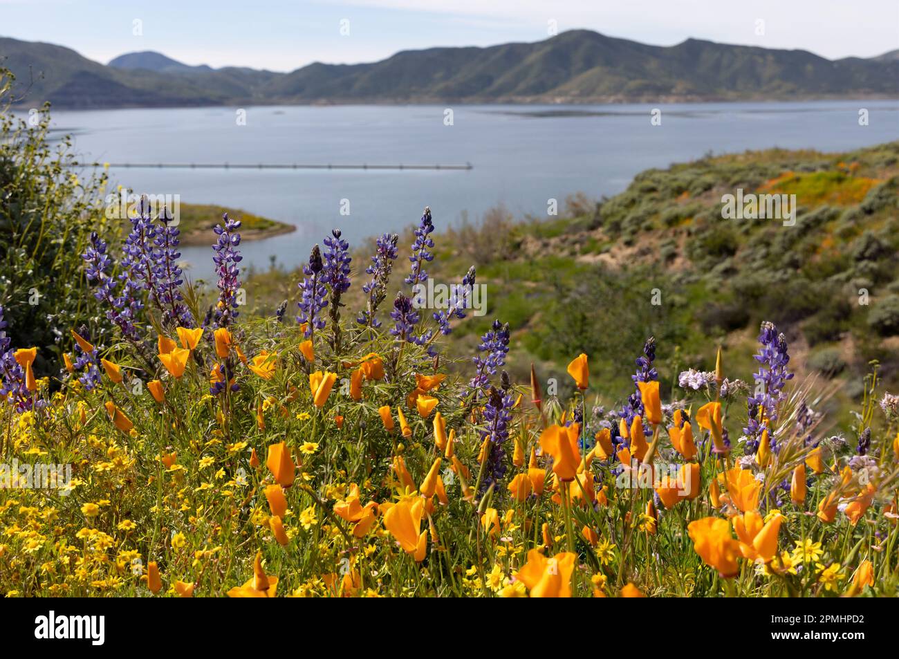 Super bloom of California wildflowers at Diamond Valley Lake Stock ...