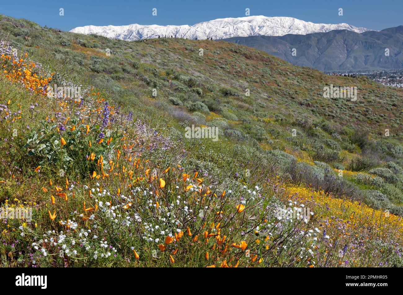 Super bloom of wildflowers with snow covered mountains in the distance ...