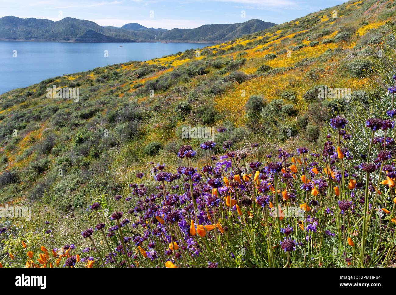 Super bloom of California wildflowers at Diamond Valley Lake Stock ...