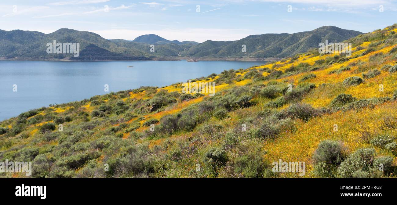 Super bloom of California wildflowers at Diamond Valley Lake Stock ...