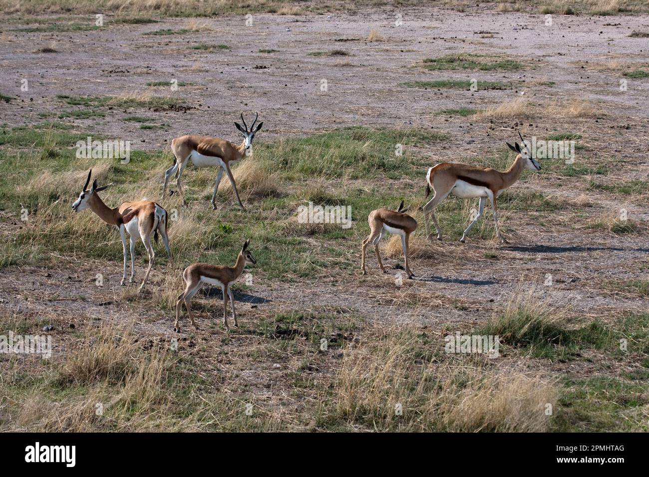 Female and Juvenile Springboks (Antidorcas marsupialis), Namibia, Nov ...