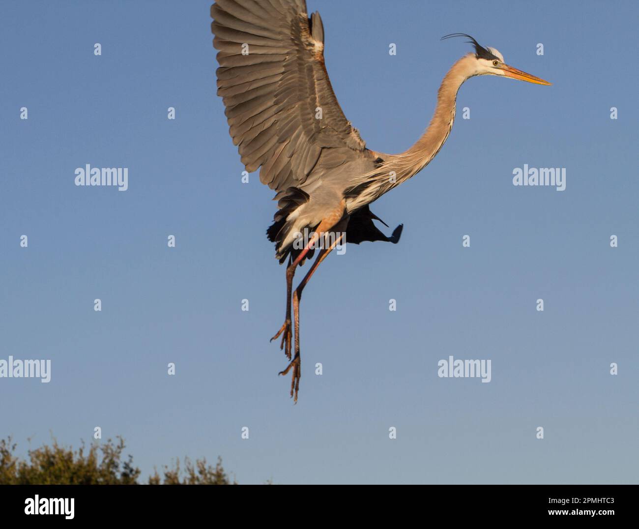 Great blue heron in flight drops down to its nest a heronry in Florida ...
